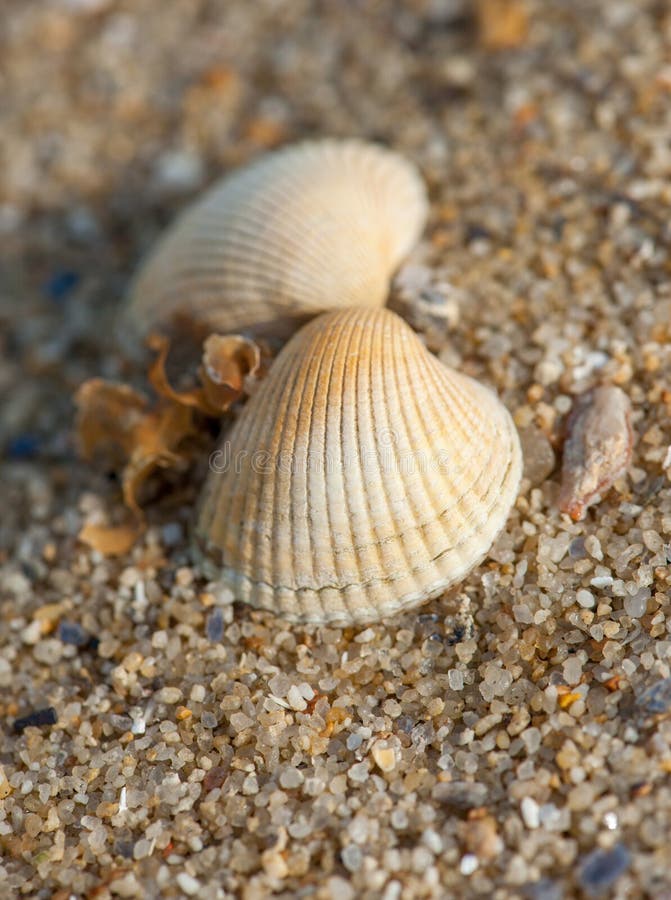 Shell on beach stock photo. Image of outdoor, nature, ocean - 5038690