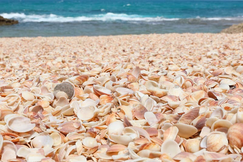 Shell on the beach stock image. Image of sunrise, focus - 76738045