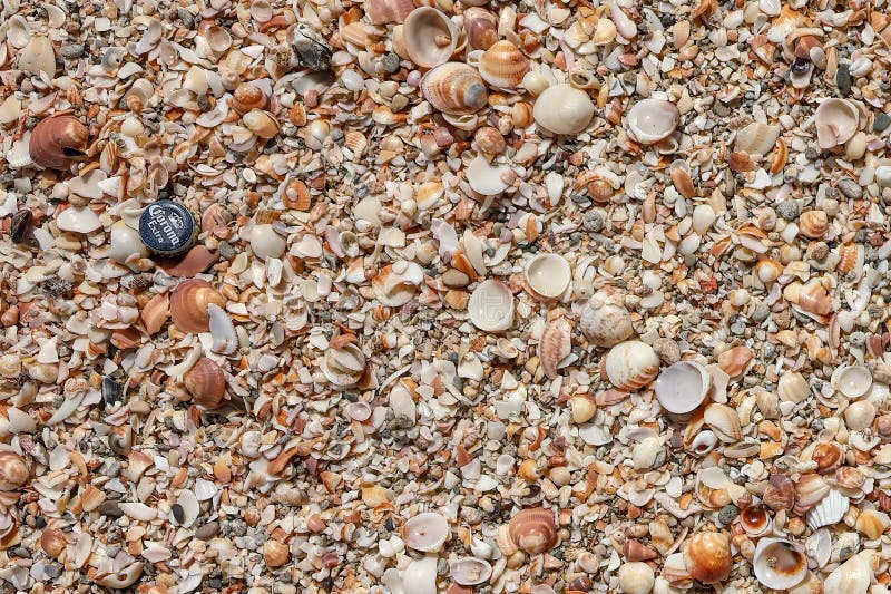 Shell on beach stock photo. Image of beach, sand, testy - 50691772