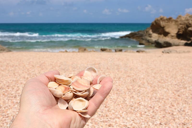 Shell on the beach stock image. Image of sunrise, focus - 76738045