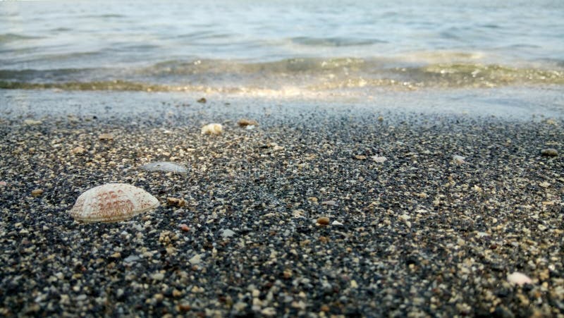 Shell on the Beach in the Morning Stock Photo - Image of shell, view ...