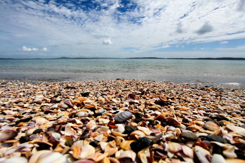 Shell beach New Zealand stock image. Image of shells - 71615249