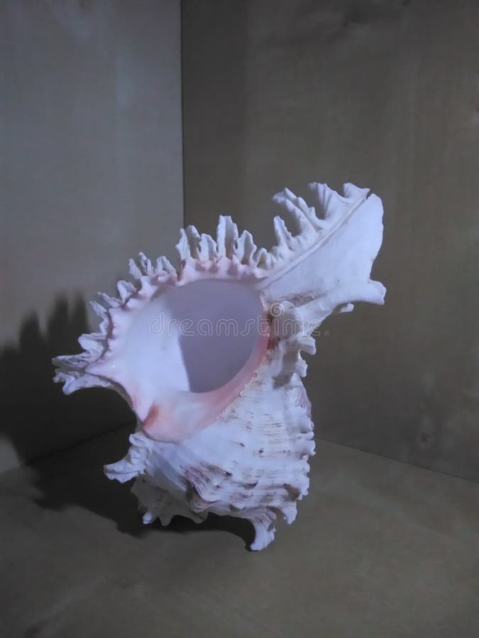 Seashell stock photo. Image of pearls, diving, shell - 160633938