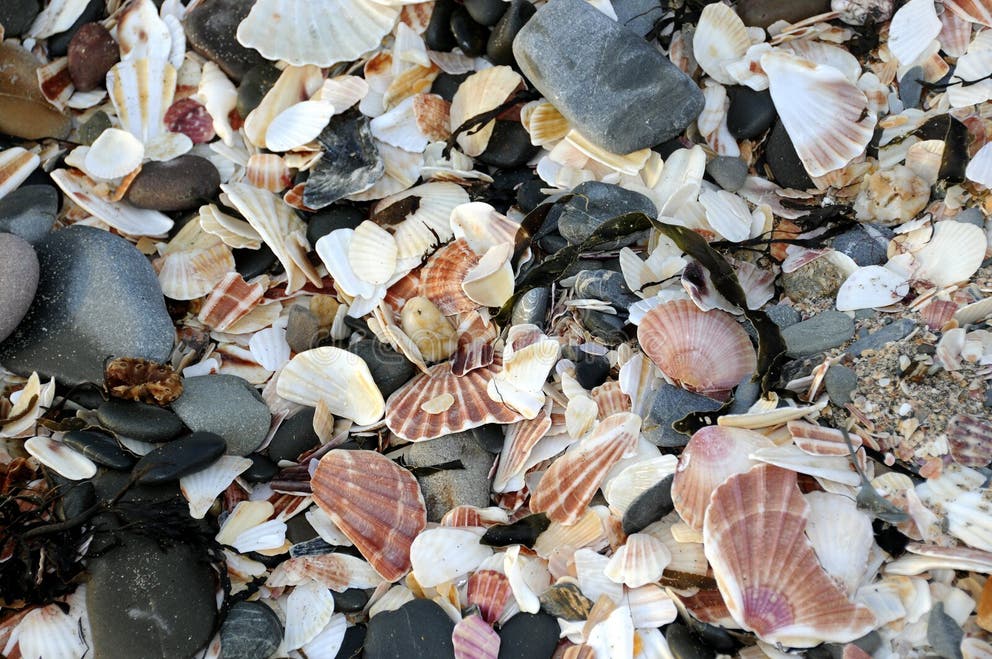 Shell Beach at Peel, Isle of Man Stock Photo - Image of seaside, peel ...