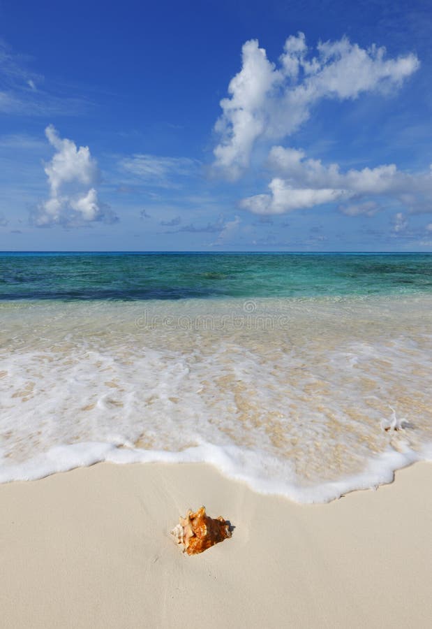 Shell on the beach stock image. Image of shell, beach - 36969633