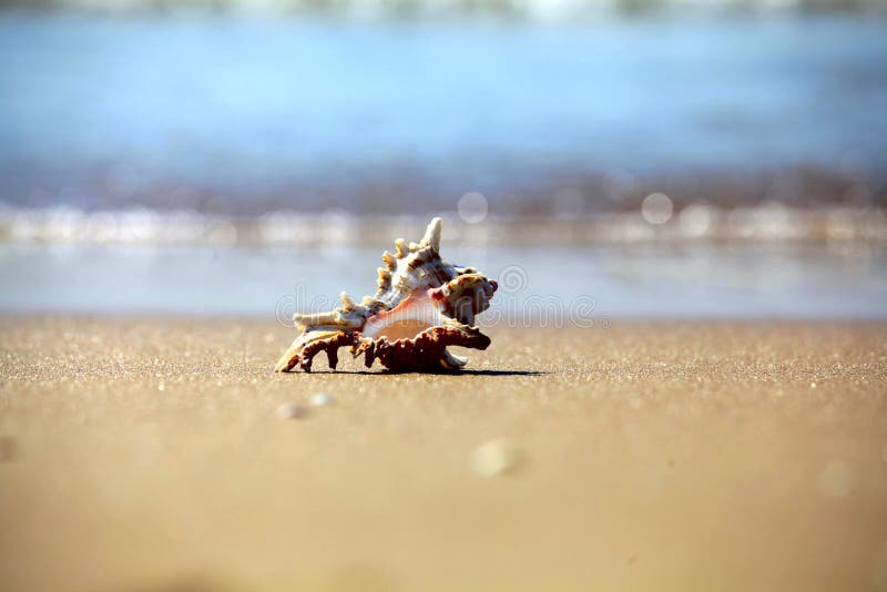 Shell on Beach Sand Sea Water Stock Photo - Image of climate, beauty ...