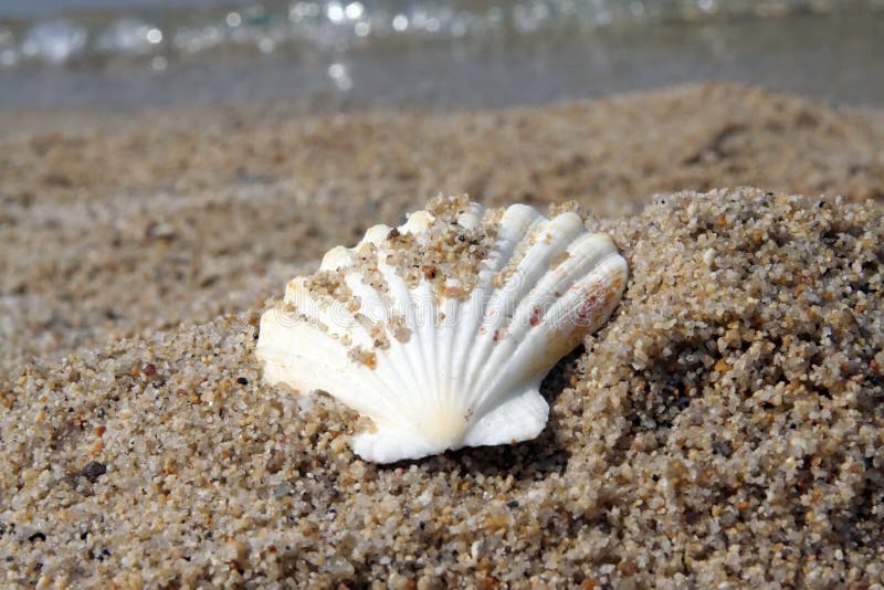 Shell on a Beach Sand. Shellfish on a Beach Shore Stock Photo - Image ...