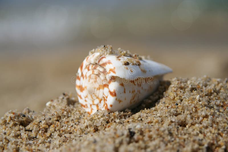 Shell on a Beach Sand. Shellfish on a Beach Shore Stock Photo - Image ...