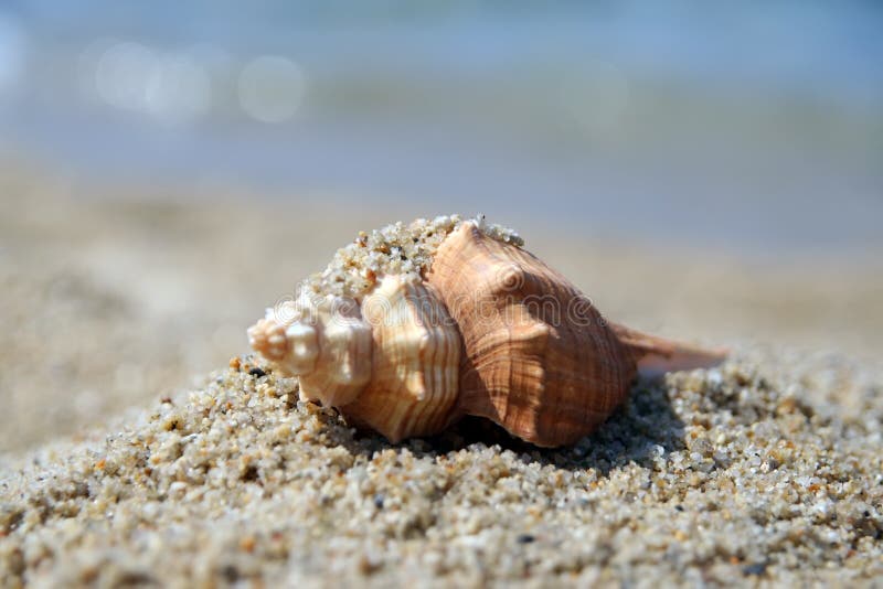 Shell on a Beach Sand. Shellfish on a Beach Shore Stock Image - Image ...