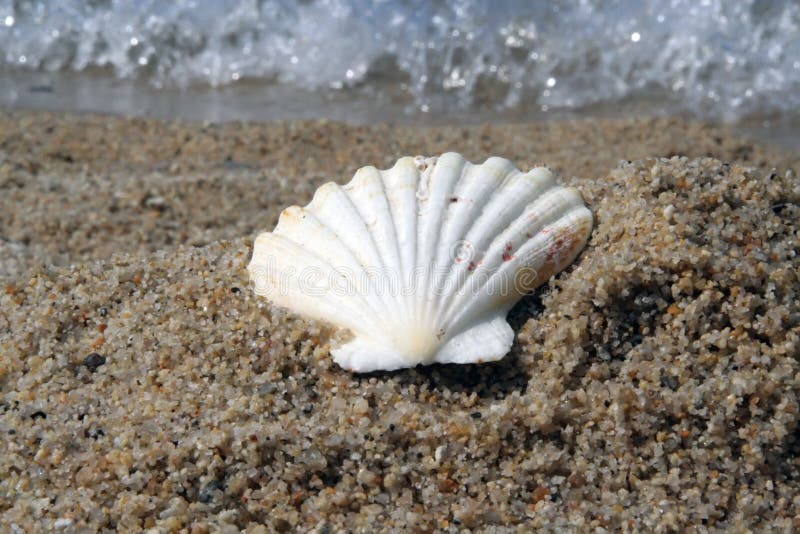 Shell on a Beach Sand. Shellfish on a Beach Shore Stock Image - Image ...