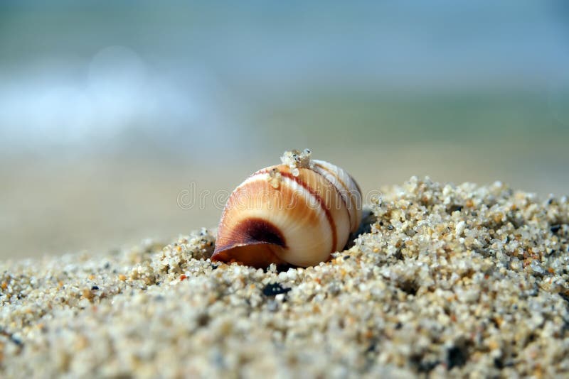 Shell on a Beach Sand. Shellfish on a Beach Shore Stock Image - Image ...