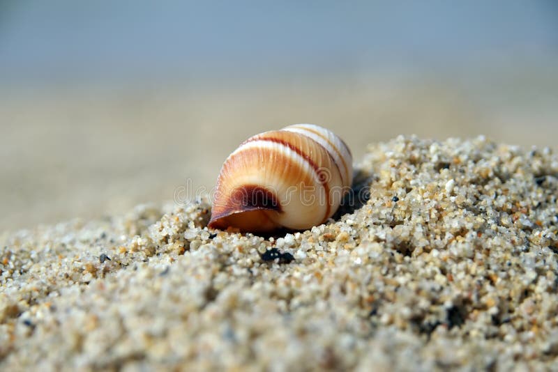 Shell on a Beach Sand. Shellfish on a Beach Shore Stock Image - Image ...
