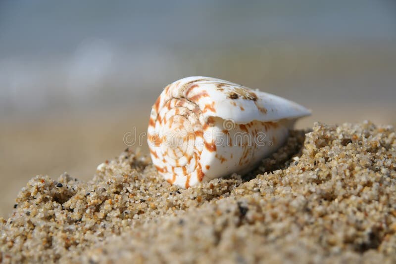 Shell on a Beach Sand. Shellfish on a Beach Shore Stock Photo - Image ...