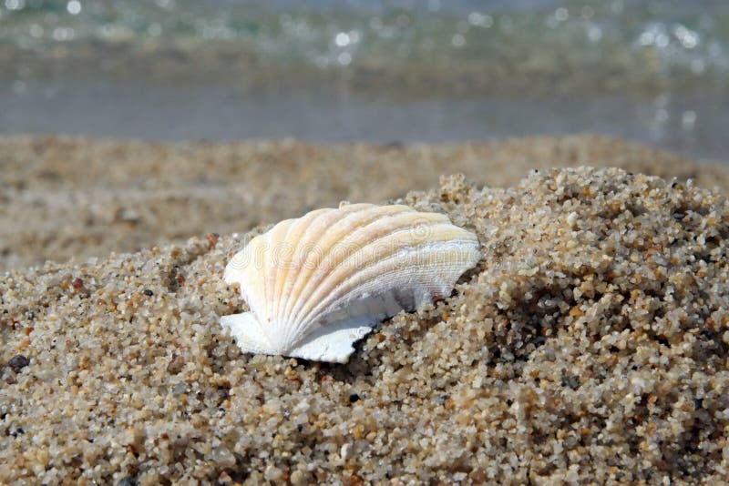 Shell on a Beach Sand. Shellfish on a Beach Shore Stock Photo - Image ...