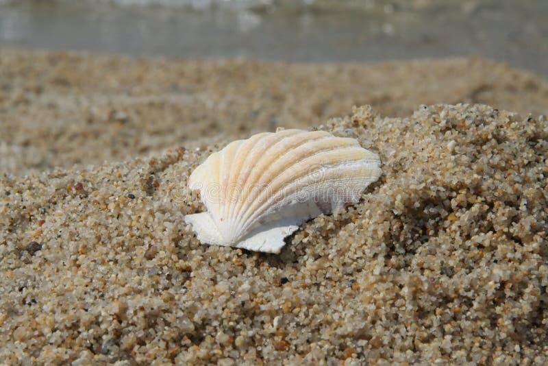 Shell on a Beach Sand. Shellfish on a Beach Shore Stock Image - Image ...