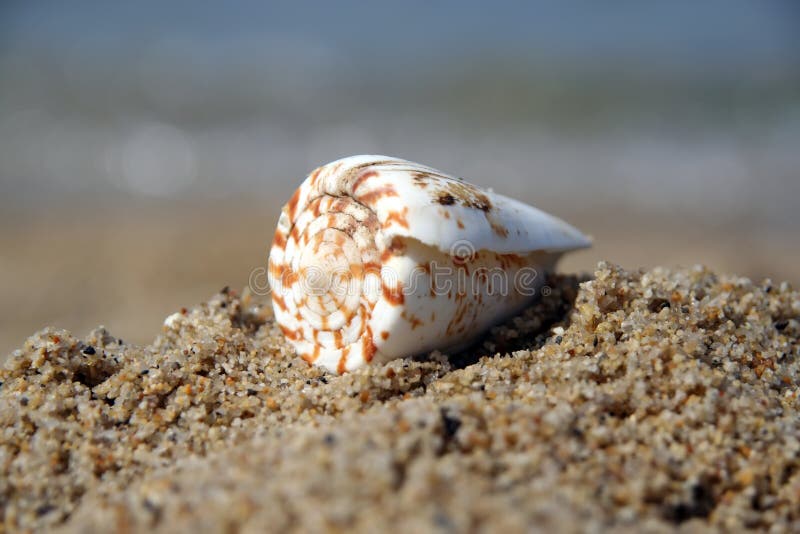 Shell on a Beach Sand. Shellfish on a Beach Shore Stock Image - Image ...
