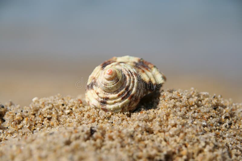Shell on a Beach Sand. Shellfish on a Beach Shore Stock Image - Image ...