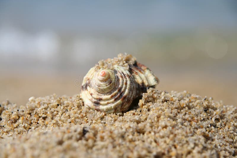Shell on a Beach Sand. Shellfish on a Beach Shore Stock Photo - Image ...