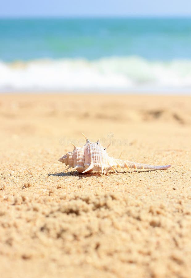 Shell on beach sand stock photo. Image of season, tropical - 50789806
