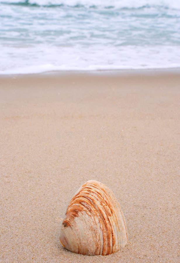 Shell on the beach stock photo. Image of outdoor, seascape - 42840614