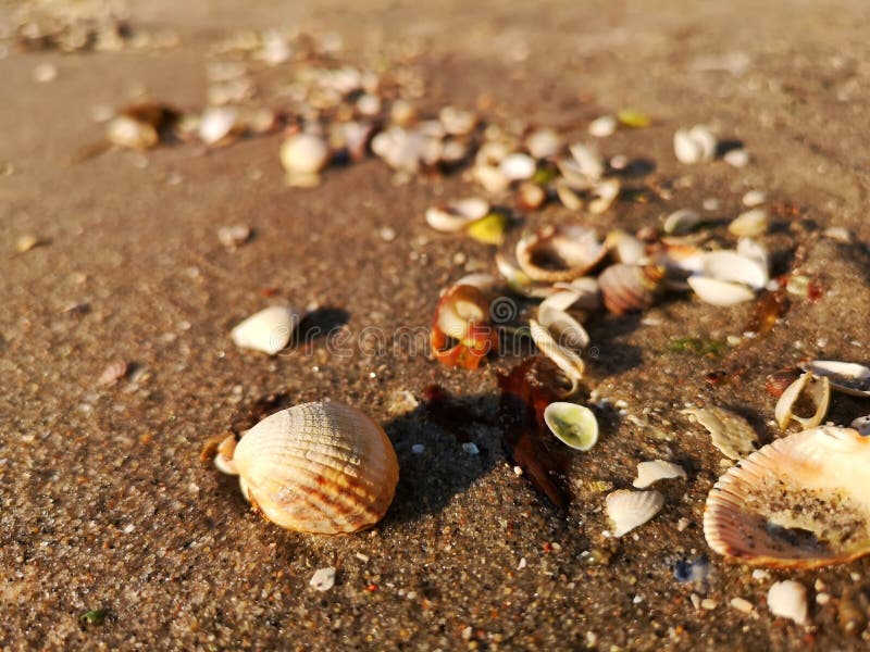 Shell stock photo. Image of ocean, nature, beach, shell - 150257800