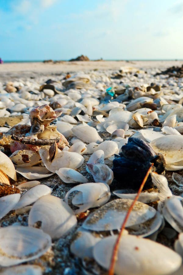 Shell beach stock image. Image of marine, shellfish, shell - 55566573