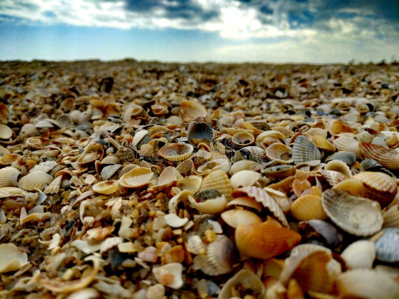 Shell beach stock image. Image of shell, seashells, beach - 122619185