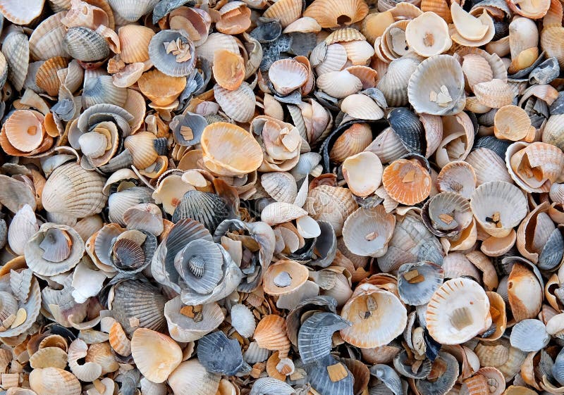 Shell beach stock image. Image of styel, shard, black - 152869931