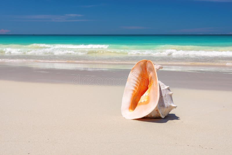 Big Shell on the Beach with Waves. Stock Image - Image of lazio, love ...