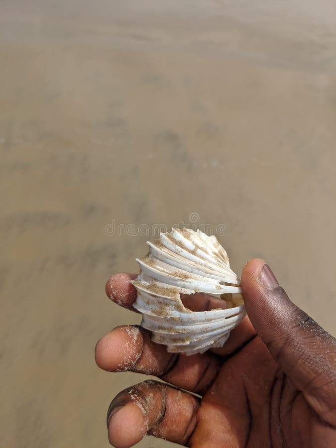 A Shell at the Beach & X28;Seashore& X29; Beautiful Sight Stock Photo ...