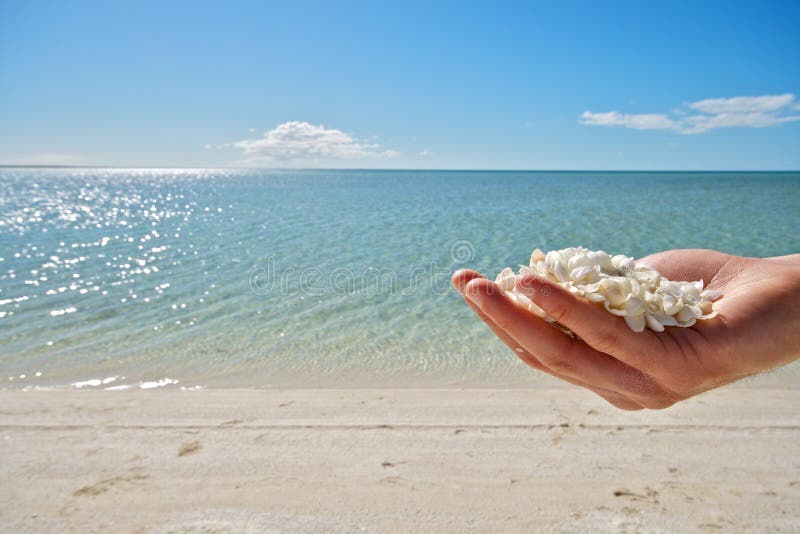 Shell Beach - Shark Bay Region Stock Image - Image of water, hand: 56970441