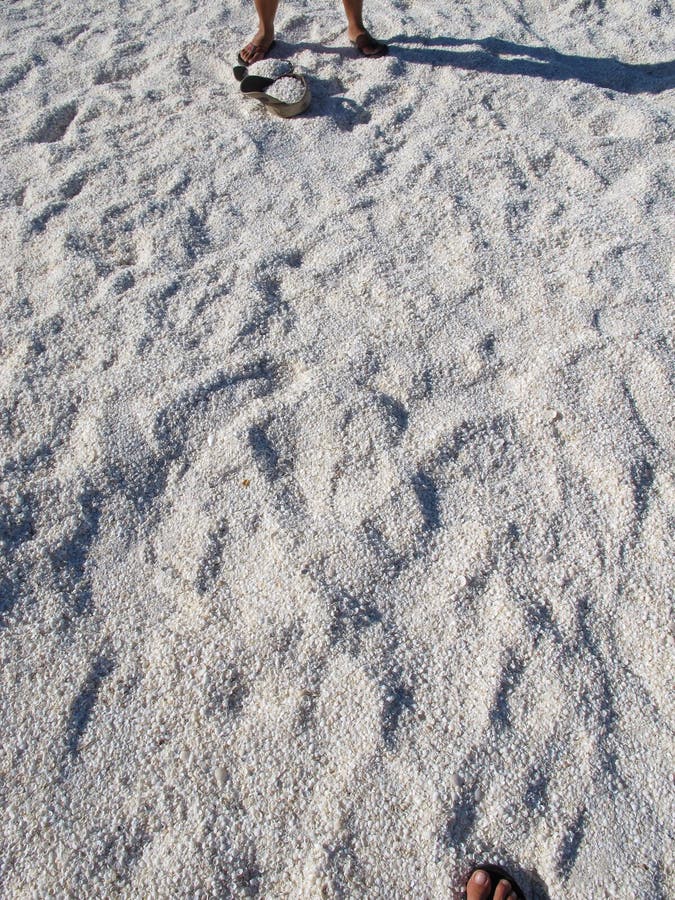 Shell Beach, Shark Bay, Western Australia Stock Photo - Image of denham ...