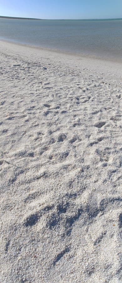 Shell Beach, Shark Bay, Western Australia Stock Photo - Image of denham ...