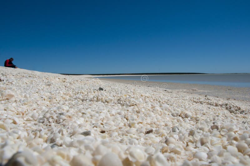Shell Beach stock photo. Image of travel, australia - 124772968