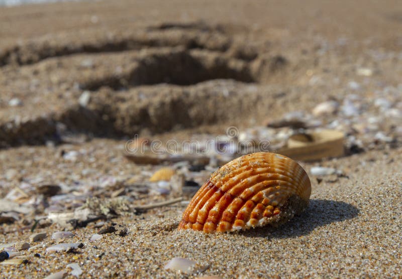 Shell on the beach stock photo. Image of view, travel - 256351442