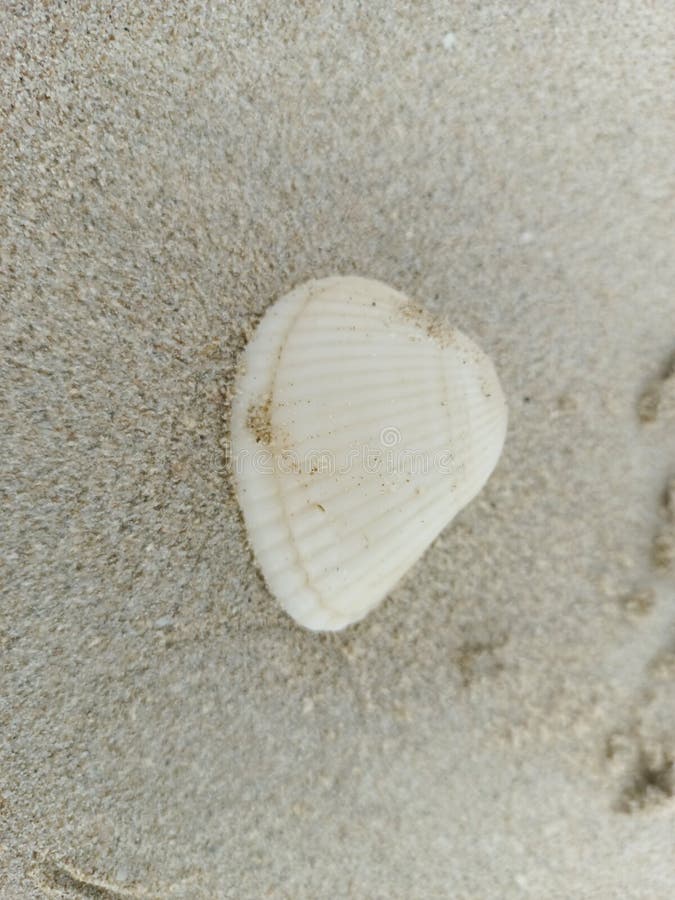 Shell in beach salt sand stock photo. Image of floor - 253643594