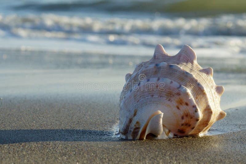 Shell on the beach stock photo. Image of water, holiday - 198738454