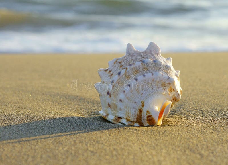Shell on the beach stock photo. Image of wave, travel - 198738470