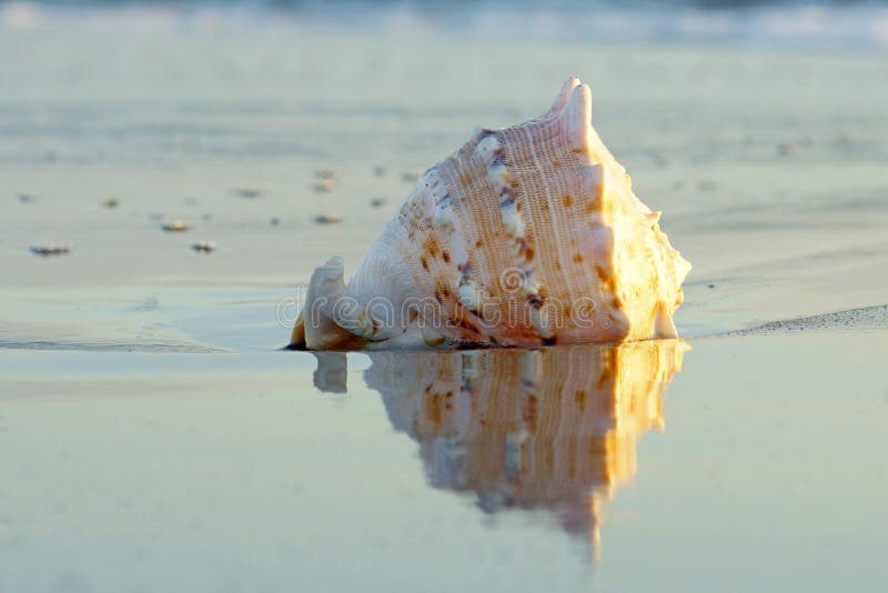 Shell on the beach stock photo. Image of travel, water - 198738484