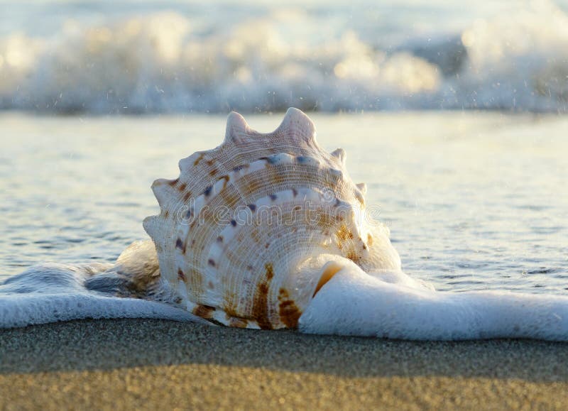 Shell on the beach stock photo. Image of animal, nature - 198738536