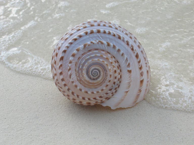 21,296 Beach Shell Spiral Stock Photos - Free & Royalty-Free Stock ...