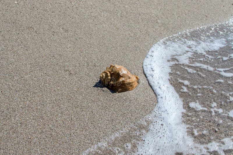 Shell on the Beach, Summer Vacation, Resorts Stock Image - Image of ...
