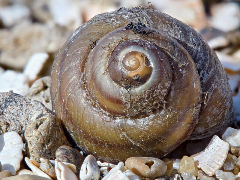 Shell on the beach stock image. Image of summer, organism - 73891195