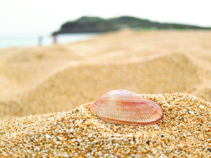 Shell on the beach stock image. Image of aquatic, conch - 53333565