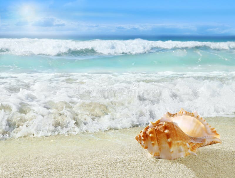 Shell on the beach. stock photo. Image of blue, beach - 87117246