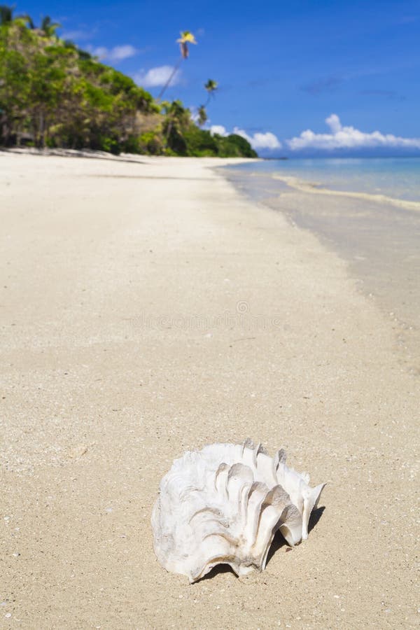 Seashell on a Beach in Fiji Stock Image - Image of tropics, pacific ...