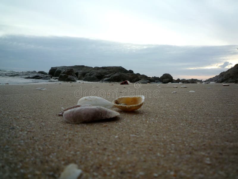 Shell on the beach stock photo. Image of landscape, blue - 133949860