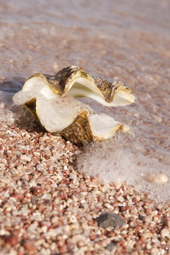 Shell on beach in waves stock image. Image of seascape - 20036735