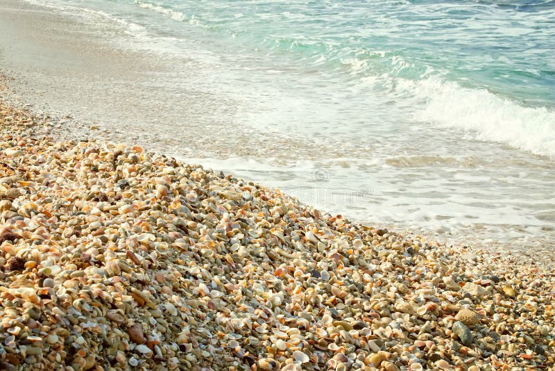 Shell on Beach with Waves, Vintage Style. Stock Photo - Image of ocean ...