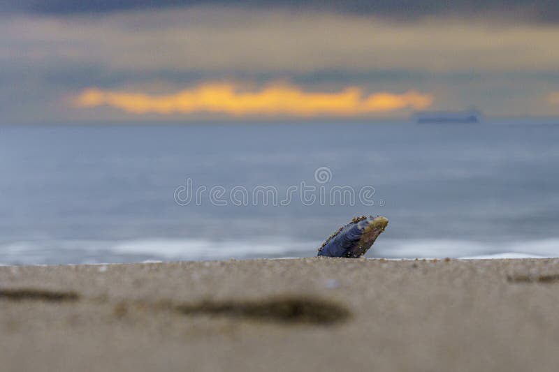 A Shell at the Beach with Waves in the Water at Sunset Stock Photo ...